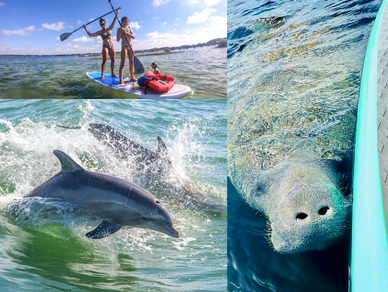 Dolphin Sunset Paddle Tour | Epic Paddle Adventures