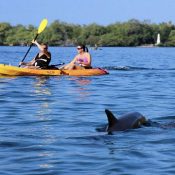 Dolphin Sunset Paddle Tour | Epic Paddle Adventures