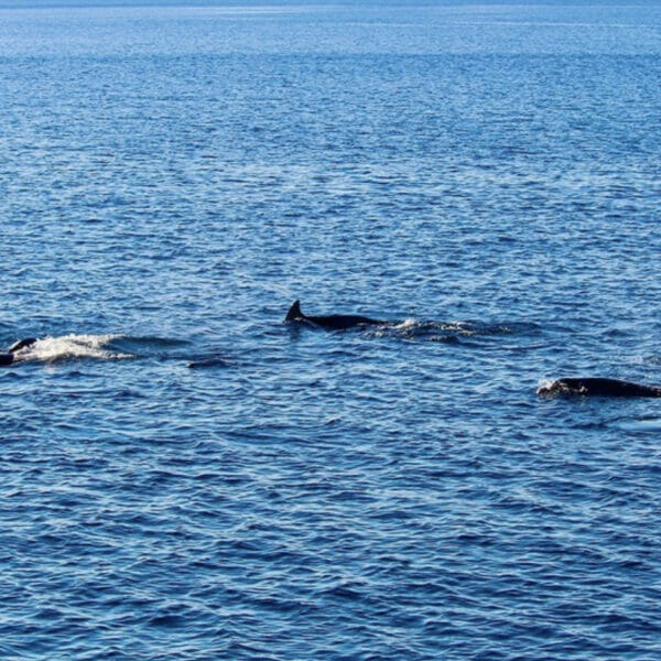 Dolphin Sunset Paddle Tour | Epic Paddle Adventures