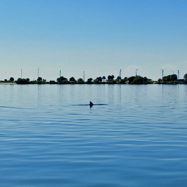 Dolphin Sunset Paddle Tour | Epic Paddle Adventures