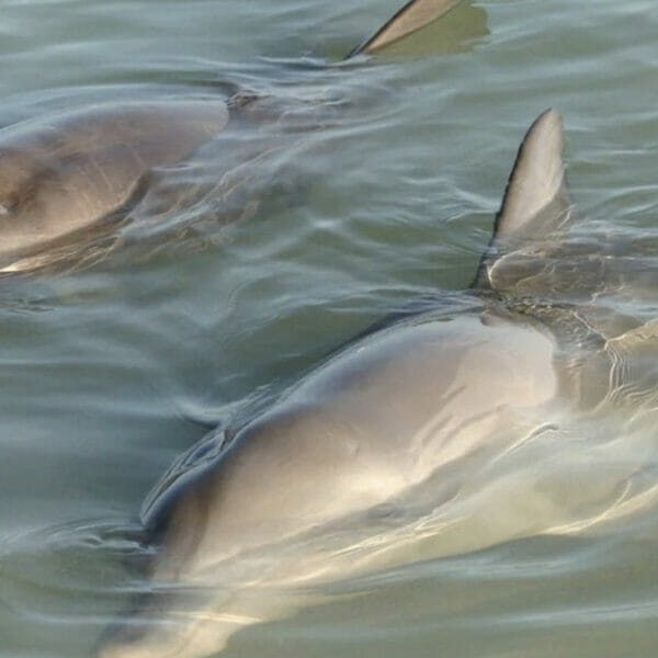 Dolphin Sunset Paddle Tour | Epic Paddle Adventures