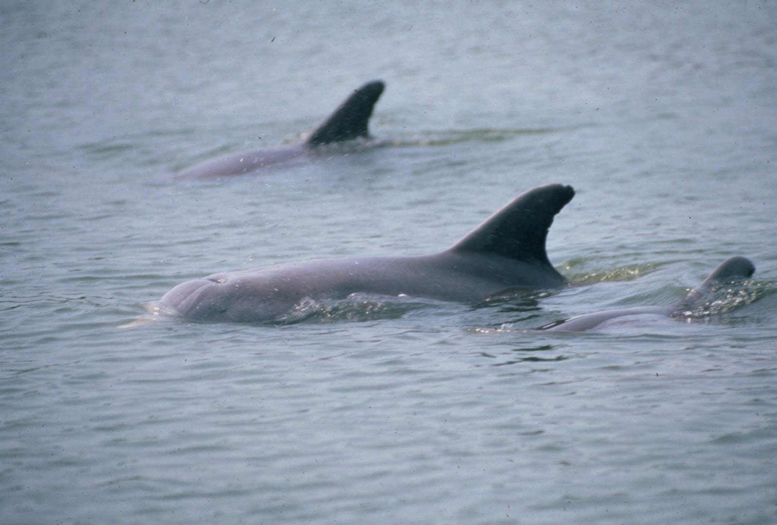 Prepare for a Breathtaking Encounter with DOLPHINS | Epic Paddle Adventures