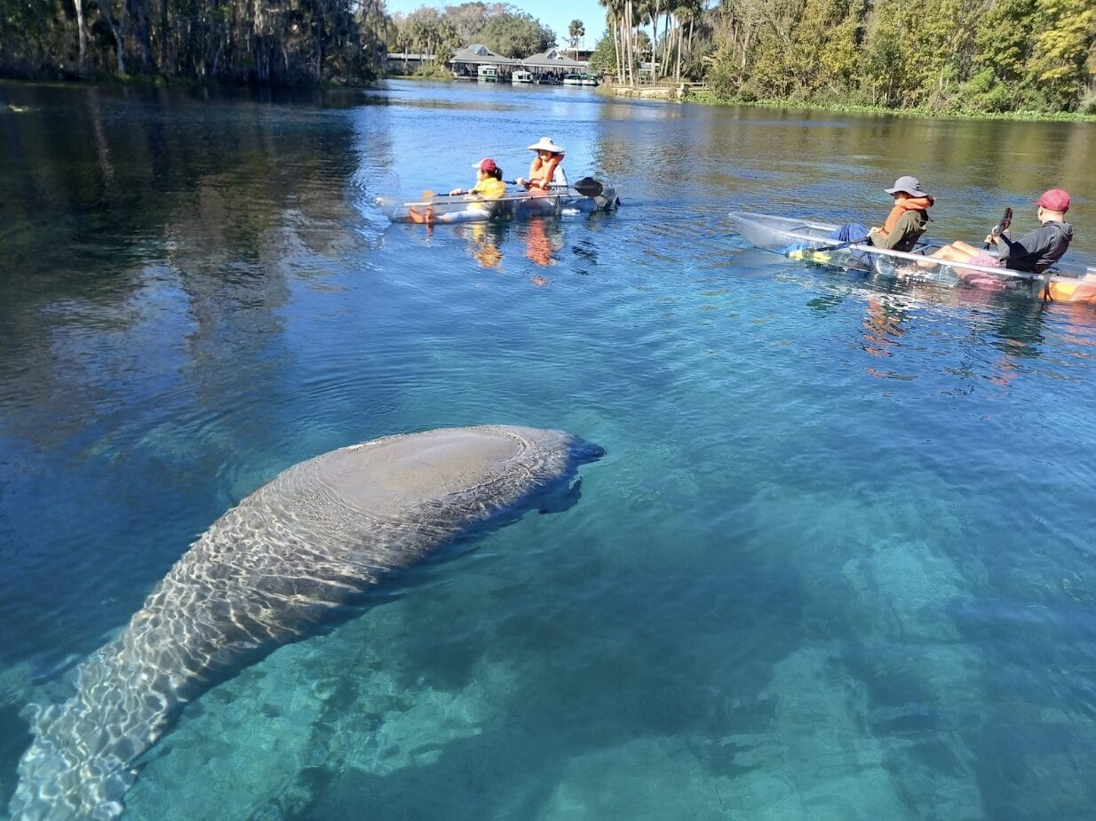 Epic Paddle Adventures: Kayaking with Manatees in Orlando | Epic Paddle ...