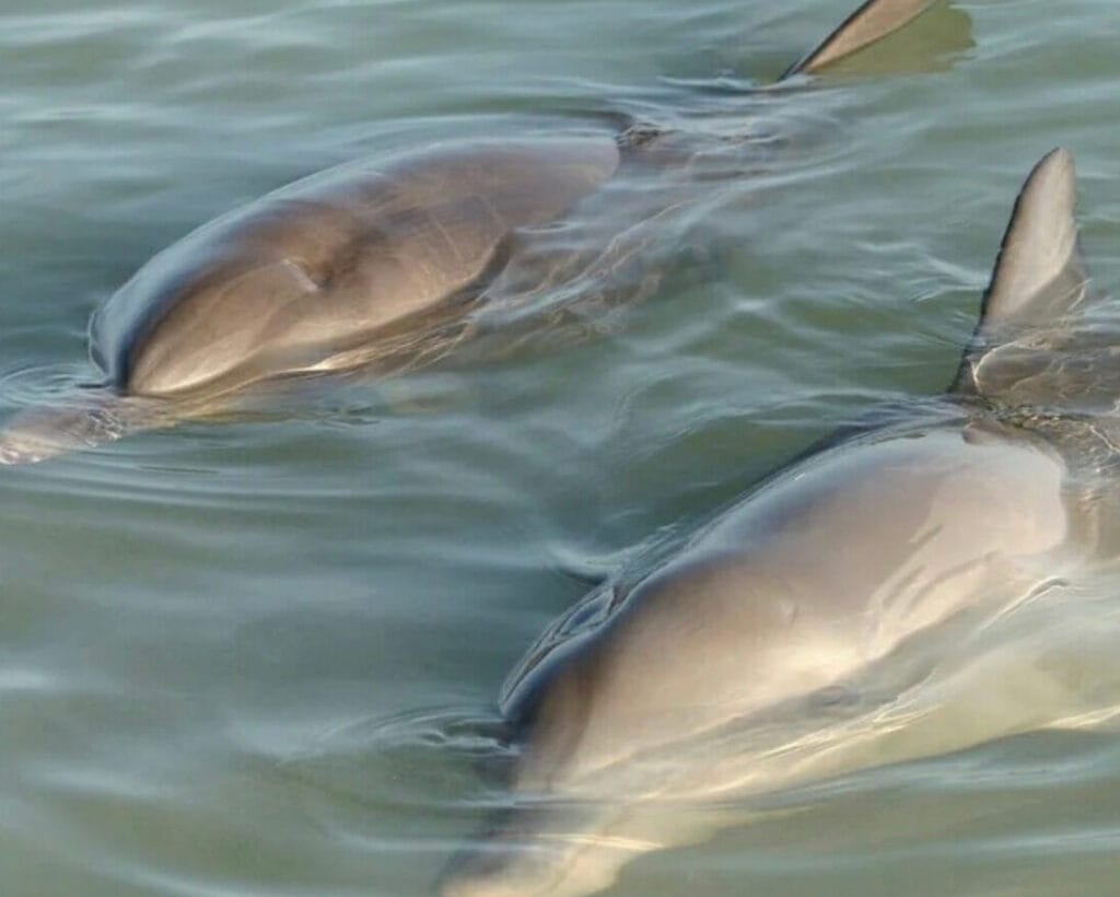 Paddleboard and Clear Kayak Rentals | Epic Paddle Adventures