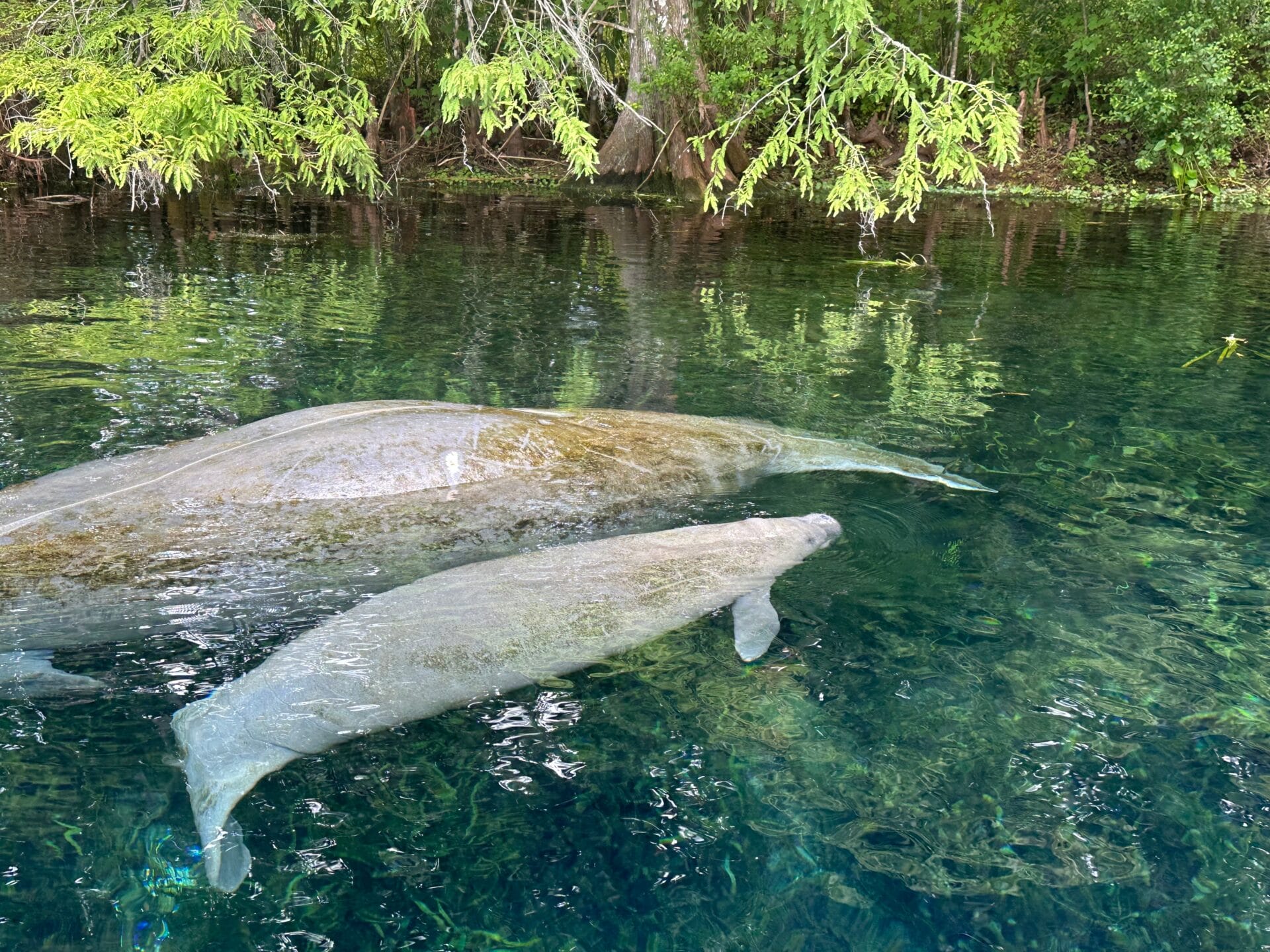 Silver Springs Wildlife Clear Paddleboarding & Clear Kayaking Tour