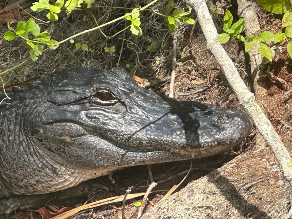 Silver Springs Wildlife Clear Paddleboarding & Clear Kayaking Tour